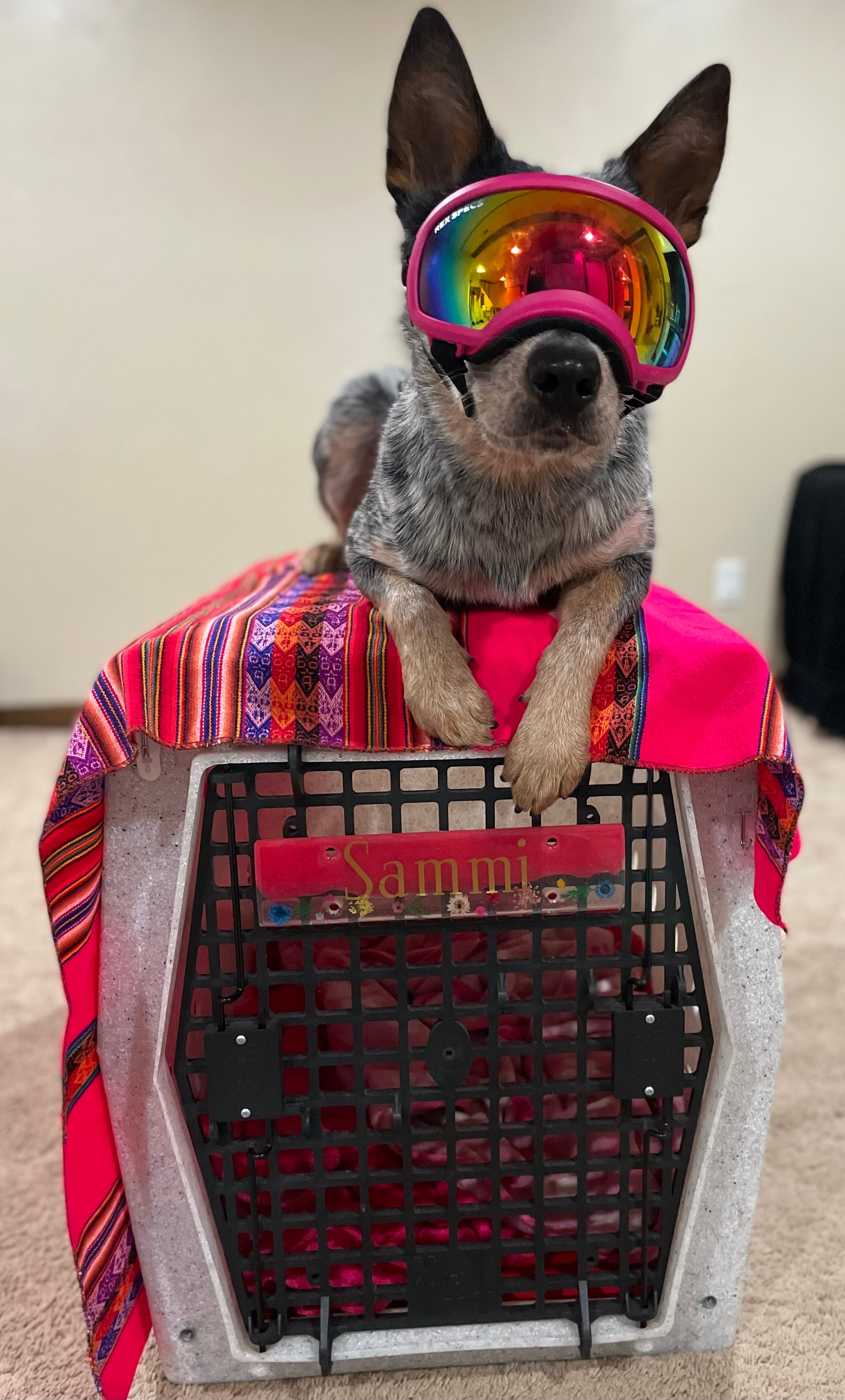 Blog – Ace Dog Gear LLC